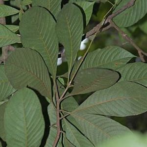 The Biodiversity of Singapore- Meliosma simplicifolia