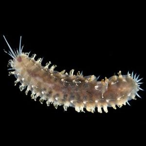 The Biodiversity of Singapore- Polynoidae sp. SS-1758