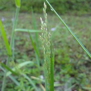 The Biodiversity of Singapore- Panicum repens