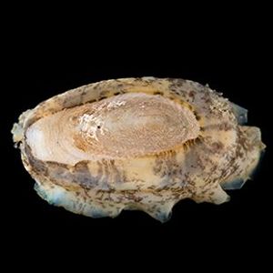 The Biodiversity of Singapore- Hoof-shield limpet sp. 3