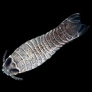 The Biodiversity of Singapore- Cymothooidea sp. 40