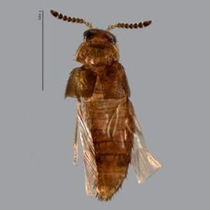 The Biodiversity of Singapore- Gyrophaena? sp. ZRCBDP0060518