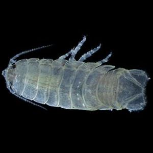 The Biodiversity of Singapore- Cymothooidea sp. 17