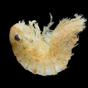 The Biodiversity of Singapore- Sphaeromatidae sp. 30