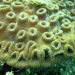 The Biodiversity of Singapore- Dipsastraea mirabilis