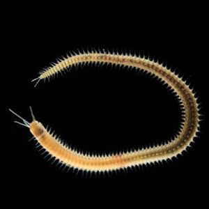 The Biodiversity of Singapore- Leodice sp. SS-4060