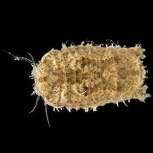 The Biodiversity of Singapore- Sphaeromatidae sp. 23