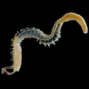 The Biodiversity of Singapore- Phyllochaetopterus sp. INT-0600