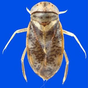 The Biodiversity of Singapore- Micronecta haliploides