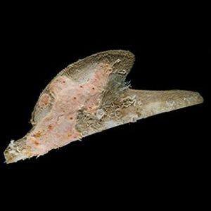 The Biodiversity of Singapore- Pteria sp. 2