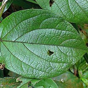 The Biodiversity of Singapore- Iodes ovalis