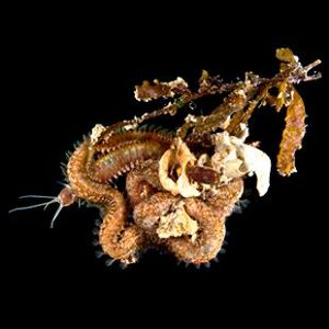 The Biodiversity of Singapore- Eunice sp. INT-0318
