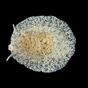 The Biodiversity of Singapore- Velutinidae sp. 1