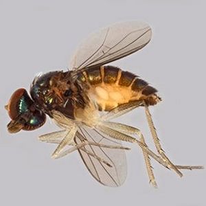 The Biodiversity of Singapore- Systenus sp.