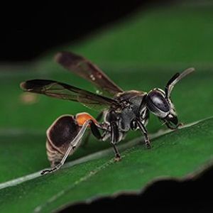 The Biodiversity of Singapore- Ropalidia sumatrae