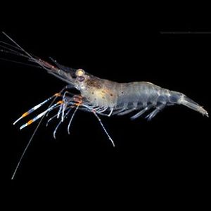 The Biodiversity of Singapore- Palaemon sp. JS-0721