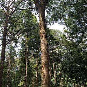 The Biodiversity of Singapore- Dryobalanops oblongifolia