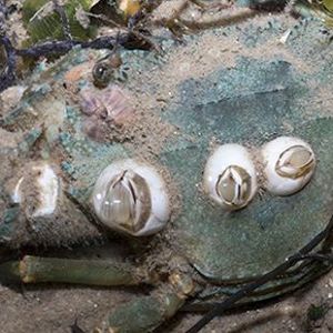 The Biodiversity of Singapore- Balanus sp.