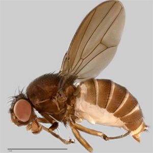 The Biodiversity of Singapore- Scaptodrosophila? sp. ZRC_BDP0019722