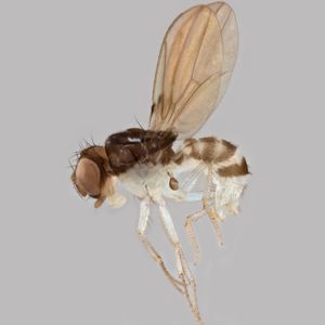 The Biodiversity of Singapore- Mycodrosophila sp. ZRC_BDP0136121