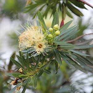 The Biodiversity of Singapore- Xanthostemon verticillatus