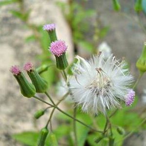 The Biodiversity of Singapore- Emilia sonchifolia