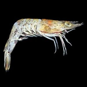 The Biodiversity of Singapore- Metapenaeus sp. JS-0807