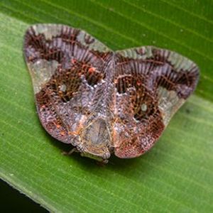 The Biodiversity of Singapore- Ricania marginalis