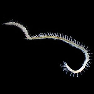 The Biodiversity of Singapore- Syllidae sp. INT-0471