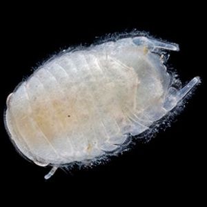 The Biodiversity of Singapore- Sphaeromatidae sp. 45