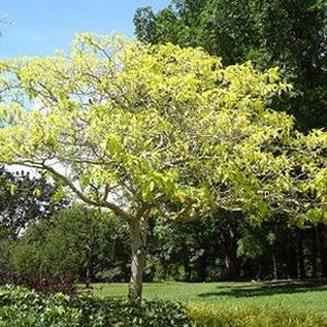 The Biodiversity of Singapore- Pisonia grandis
