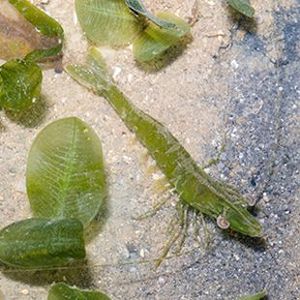 The Biodiversity of Singapore- Penaeidae sp.