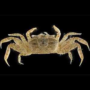 The Biodiversity of Singapore- Metaplax sp. SS-1666