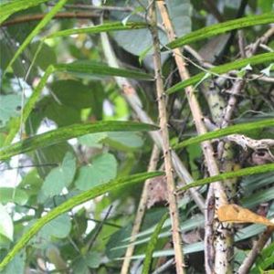 The Biodiversity of Singapore- Daemonorops leptopus