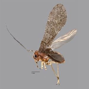 The Biodiversity of Singapore- Psocoptera sp. ZRCBDP_0071982