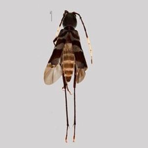 The Biodiversity of Singapore- Demonax sp. ZRCBDP0055825