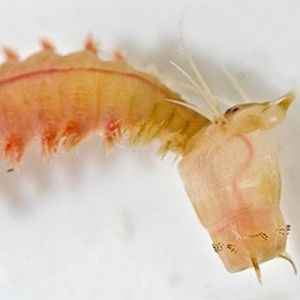 The Biodiversity of Singapore- Nereididae sp. JS-2256