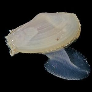The Biodiversity of Singapore- Bivalve sp. 11