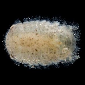 The Biodiversity of Singapore- Sphaeromatidae sp. 43