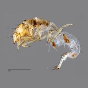 The Biodiversity of Singapore- Ecnomidae sp. ZRCBDP0024672