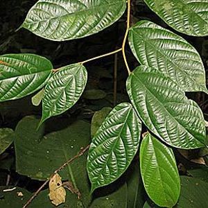 The Biodiversity of Singapore- Pterospermum javanicum