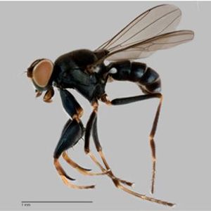 The Biodiversity of Singapore- Ochthera sp. ZRC_BDP0019840