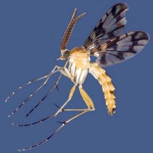 The Biodiversity of Singapore- Proceroplatus sp. "ZRC-BDP_0048584"