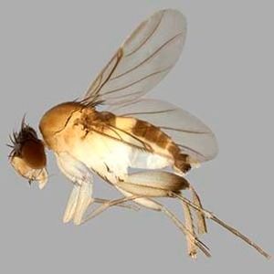 The Biodiversity of Singapore- Megaselia sp. ZRC_BDP0032963