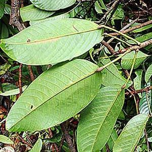 The Biodiversity of Singapore- Bhesa paniculata