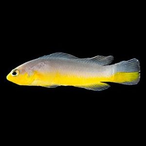 The Biodiversity of Singapore- Pseudochromis ransonneti