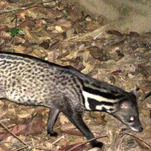 The Biodiversity of Singapore- Viverra tangalunga