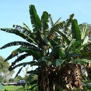 The Biodiversity of Singapore- Musa acuminata