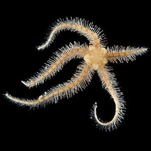 The Biodiversity of Singapore- Ophiothrix (Ophiothrix) sp. 6