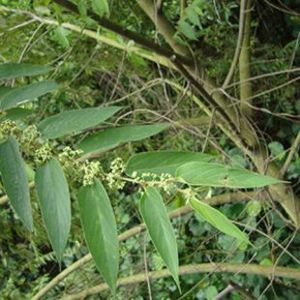 The Biodiversity of Singapore- Trema tomentosa